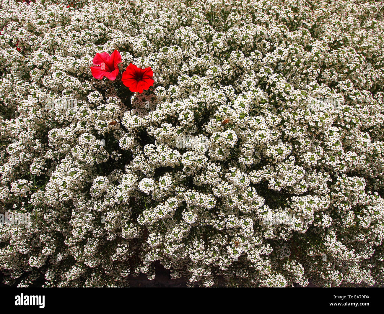 Tiny rock climber hi-res stock photography and images - Alamy