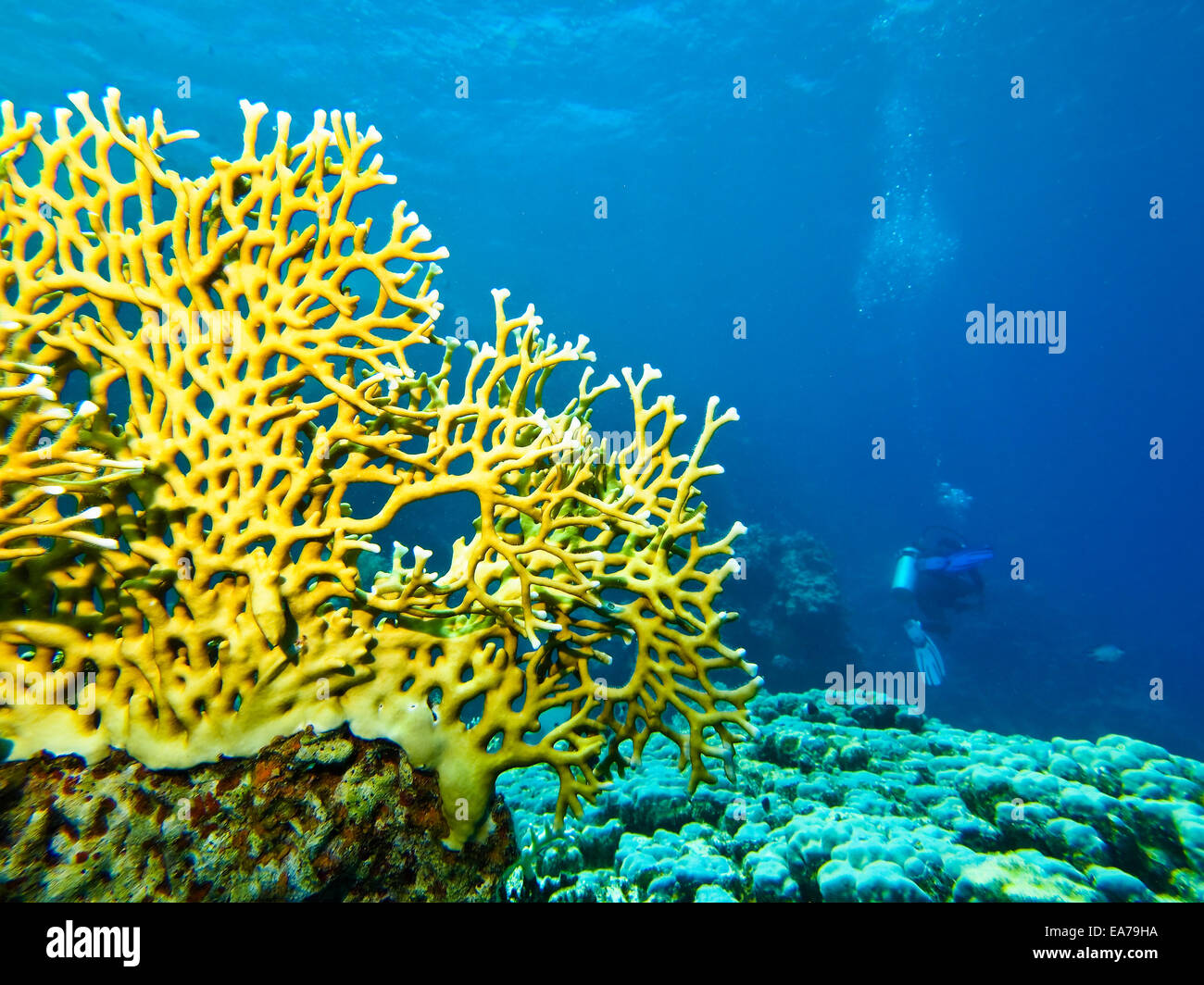 scuba diver with coral Stock Photo - Alamy