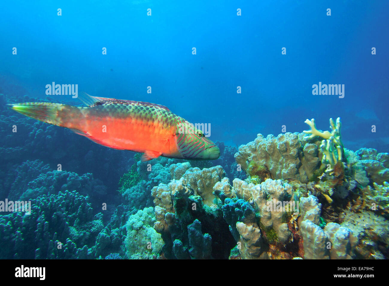 reef coral sea fish underwater Stock Photo - Alamy