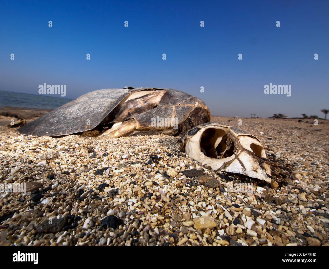 Turtle bones hi-res stock photography and images - Alamy