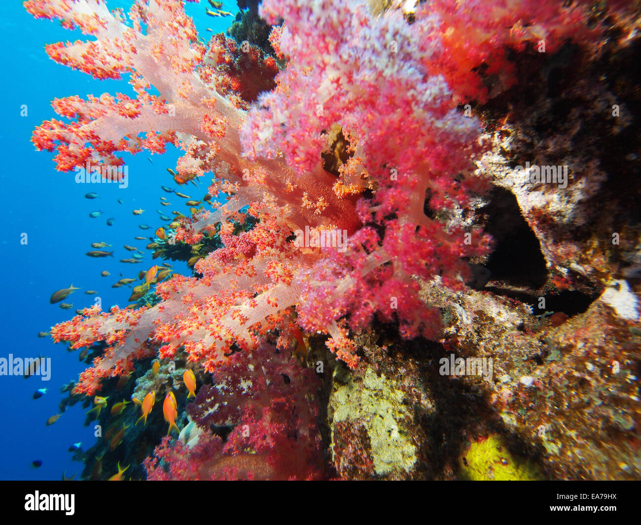 Coral reef in Red Sea Stock Photo - Alamy