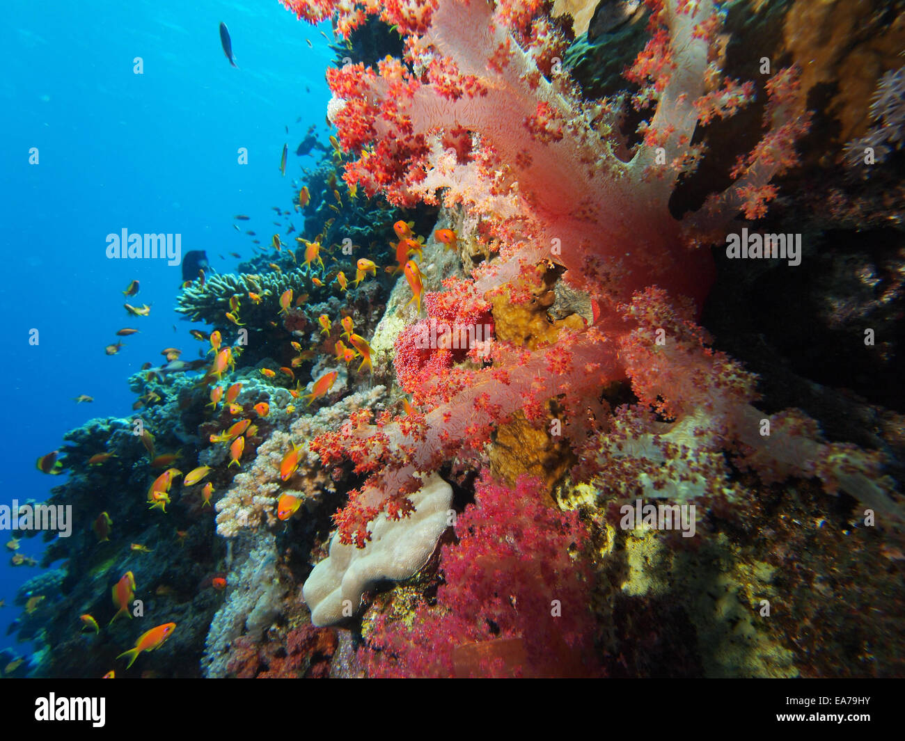 What Animals Live In The Red Sea Coral Reef at Barbara Guthrie blog