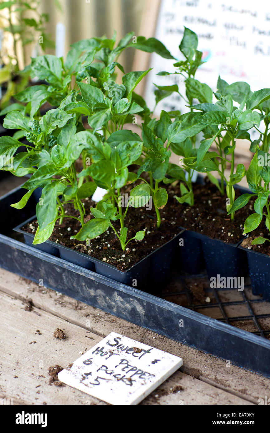 Sweet hot pepper in pots Stock Photo - Alamy