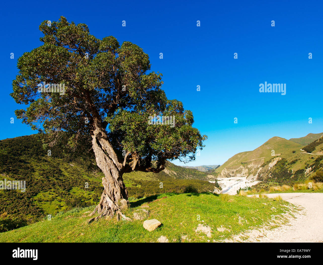 Trees, New Zealand Stock Photo - Alamy