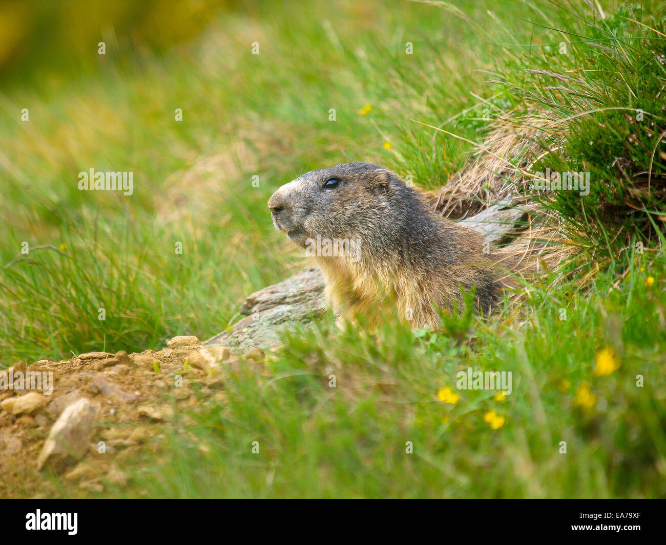 Marmot in the Alps Stock Photo - Alamy