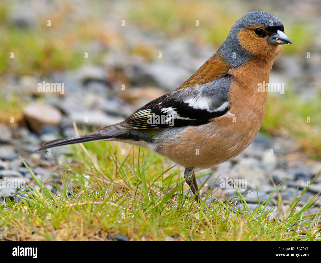 Chaffinch feet hi-res stock photography and images - Alamy