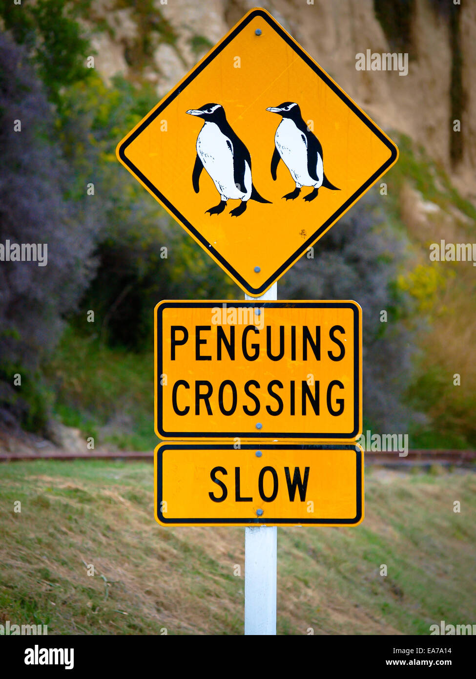 Yellow roadsigns warning for penguins crossing road Stock Photo - Alamy