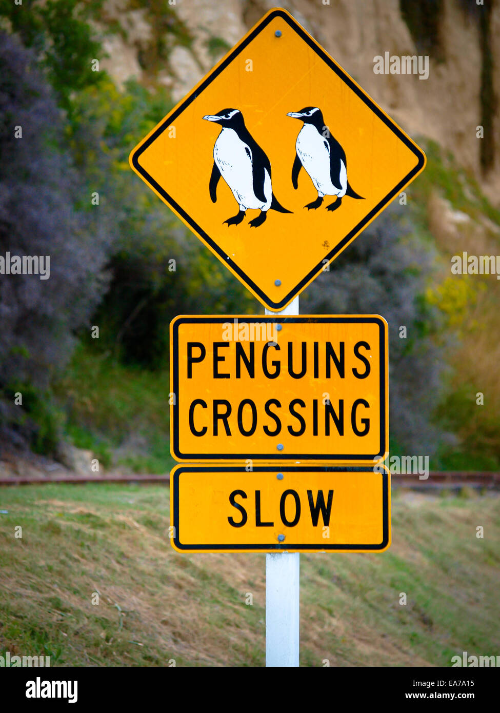 Yellow roadsigns warning for penguins crossing road Stock Photo - Alamy