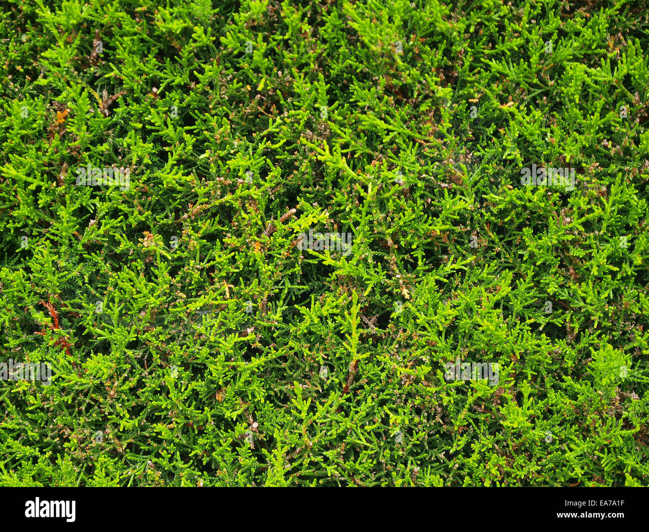 Hedge Green leaves wall background Stock Photo - Alamy
