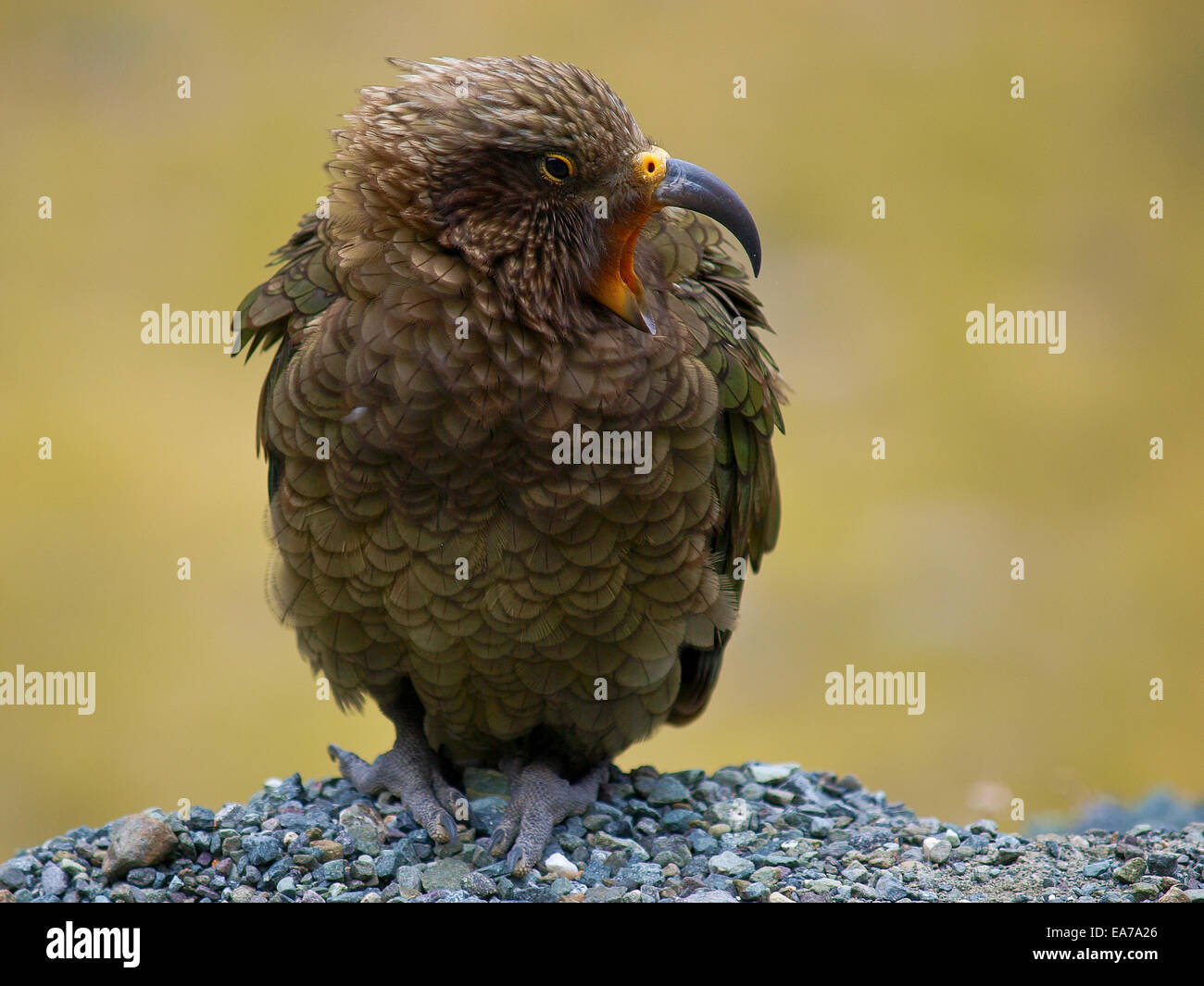 kea, alpine parrot from New Zealand Stock Photo - Alamy
