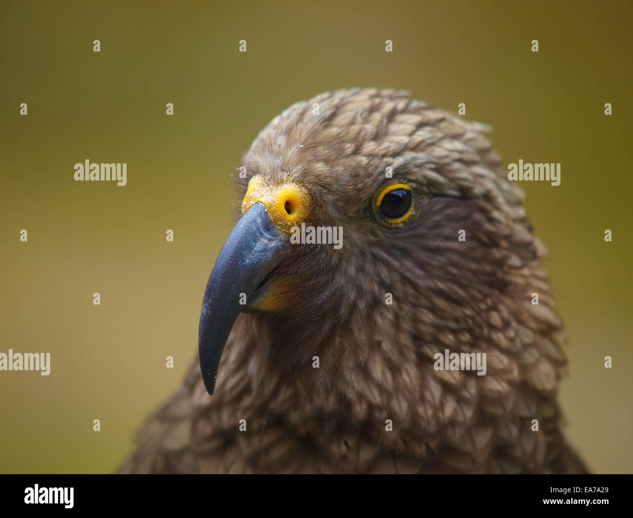 Portrait kea new zealand hi-res stock photography and images - Alamy