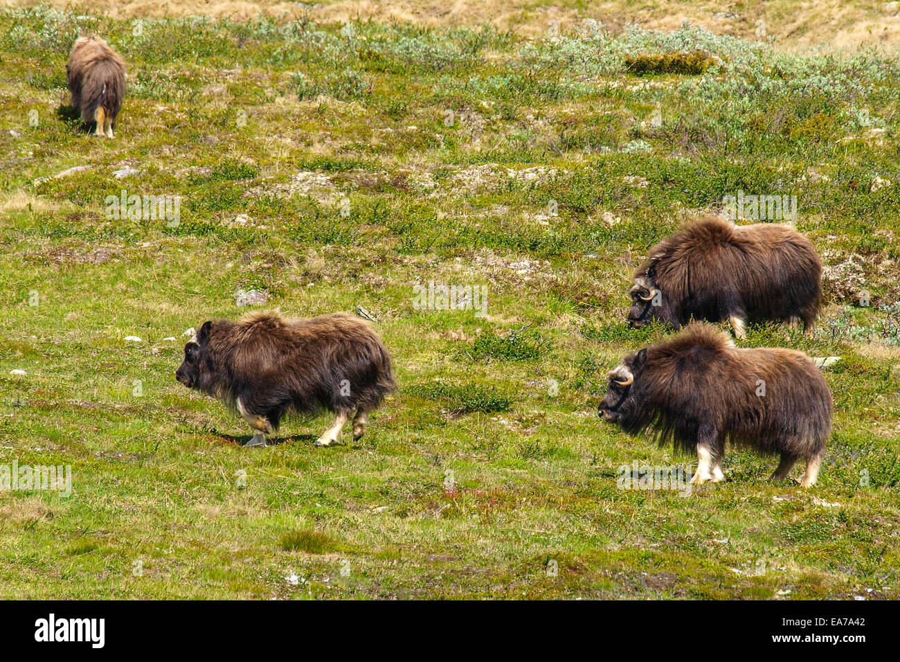 Musk ox running hi-res stock photography and images - Alamy