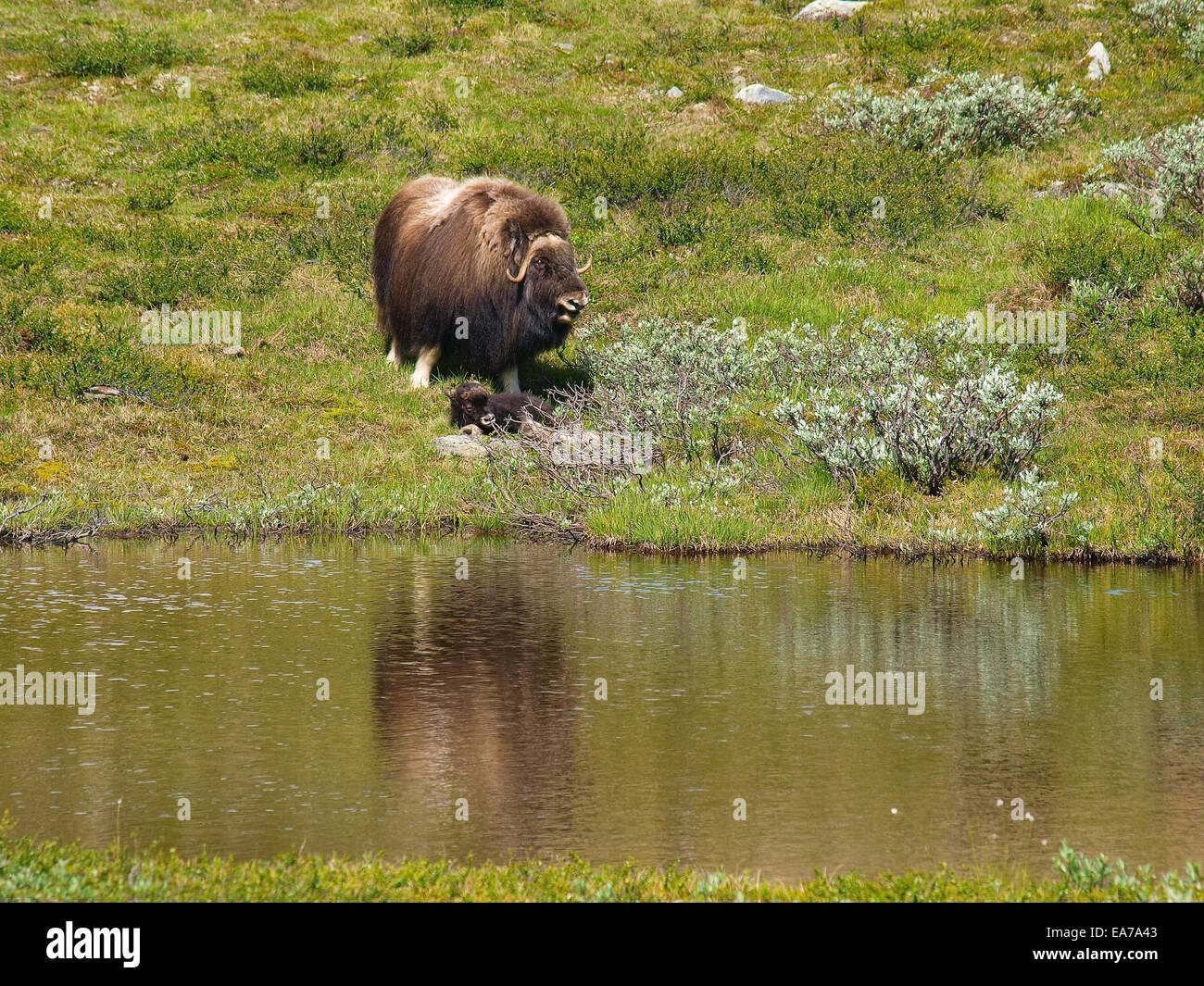 The MuskOx (Norway Stock Photo - Alamy