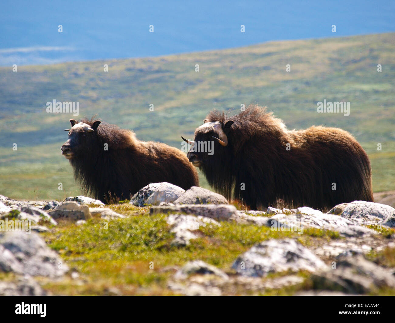 Musk ox running hi-res stock photography and images - Alamy