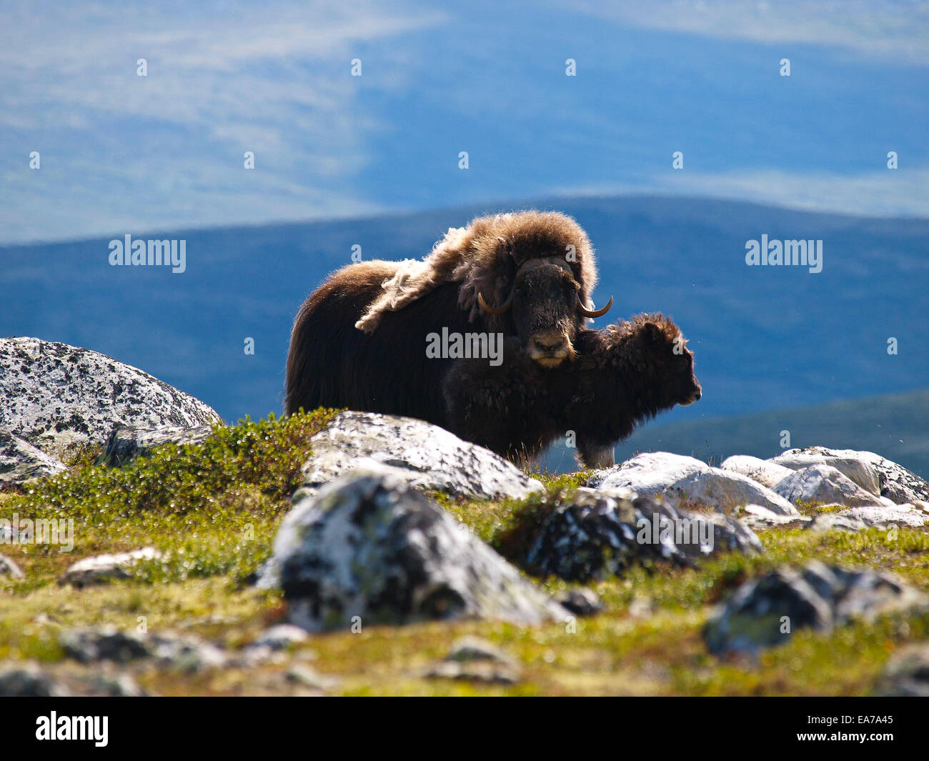The MuskOx (Norway Stock Photo - Alamy