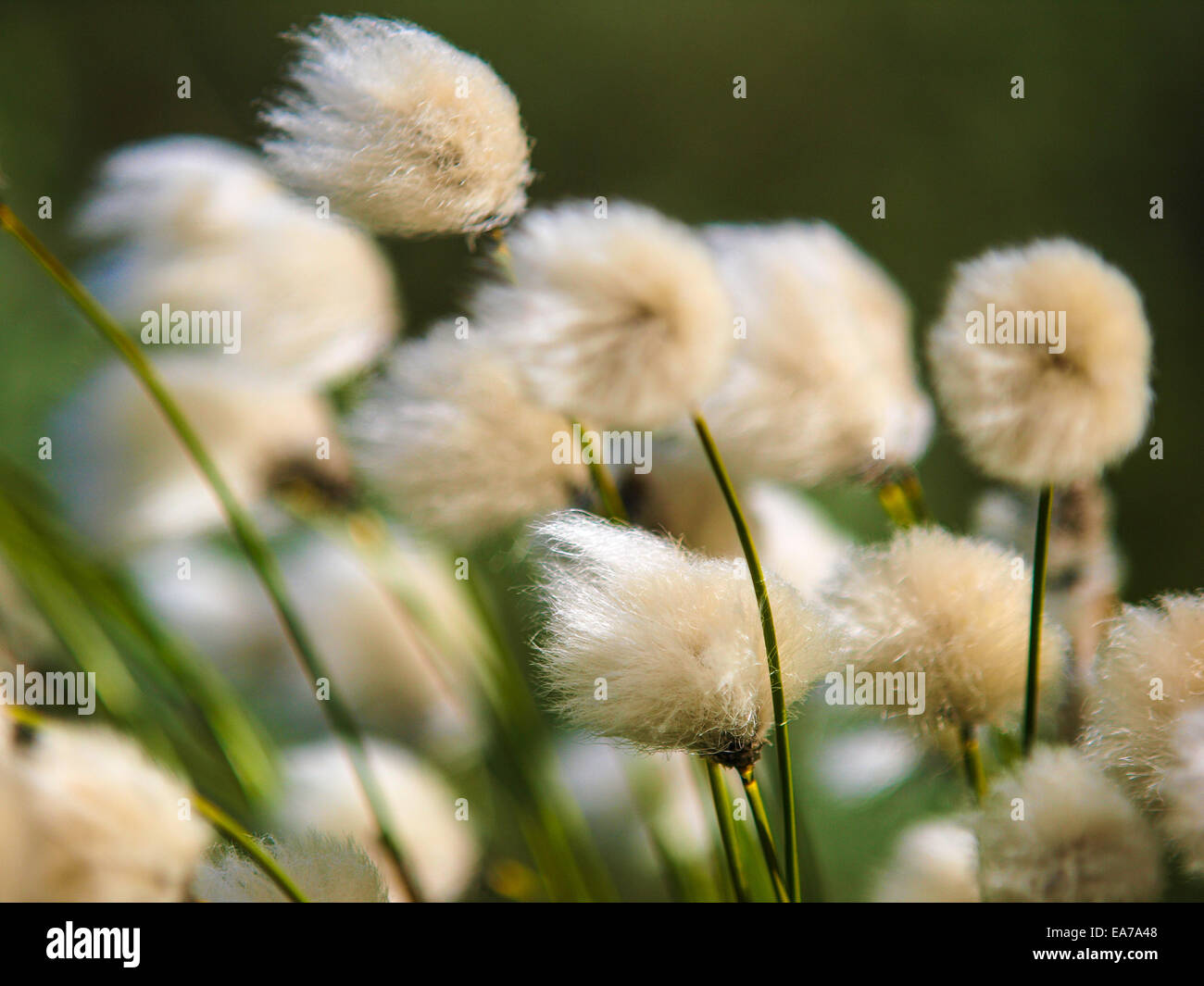 back lighted white flowers of cotton grass on a alpine meadow flying in ...