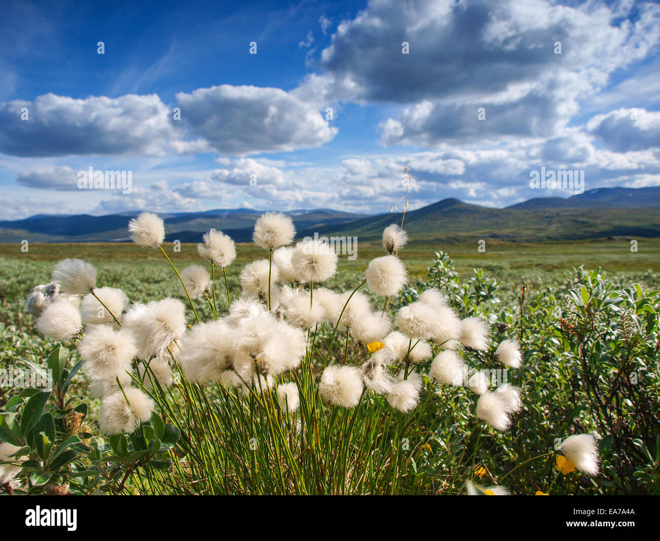field cotton field grass in a valley Stock Photo - Alamy