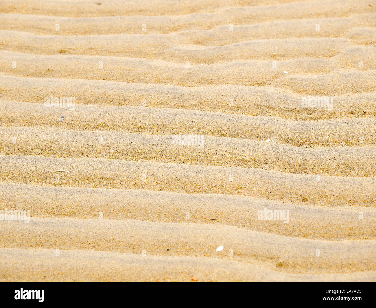 Background of beach bird markings and ripple pattern sand Stock Photo ...