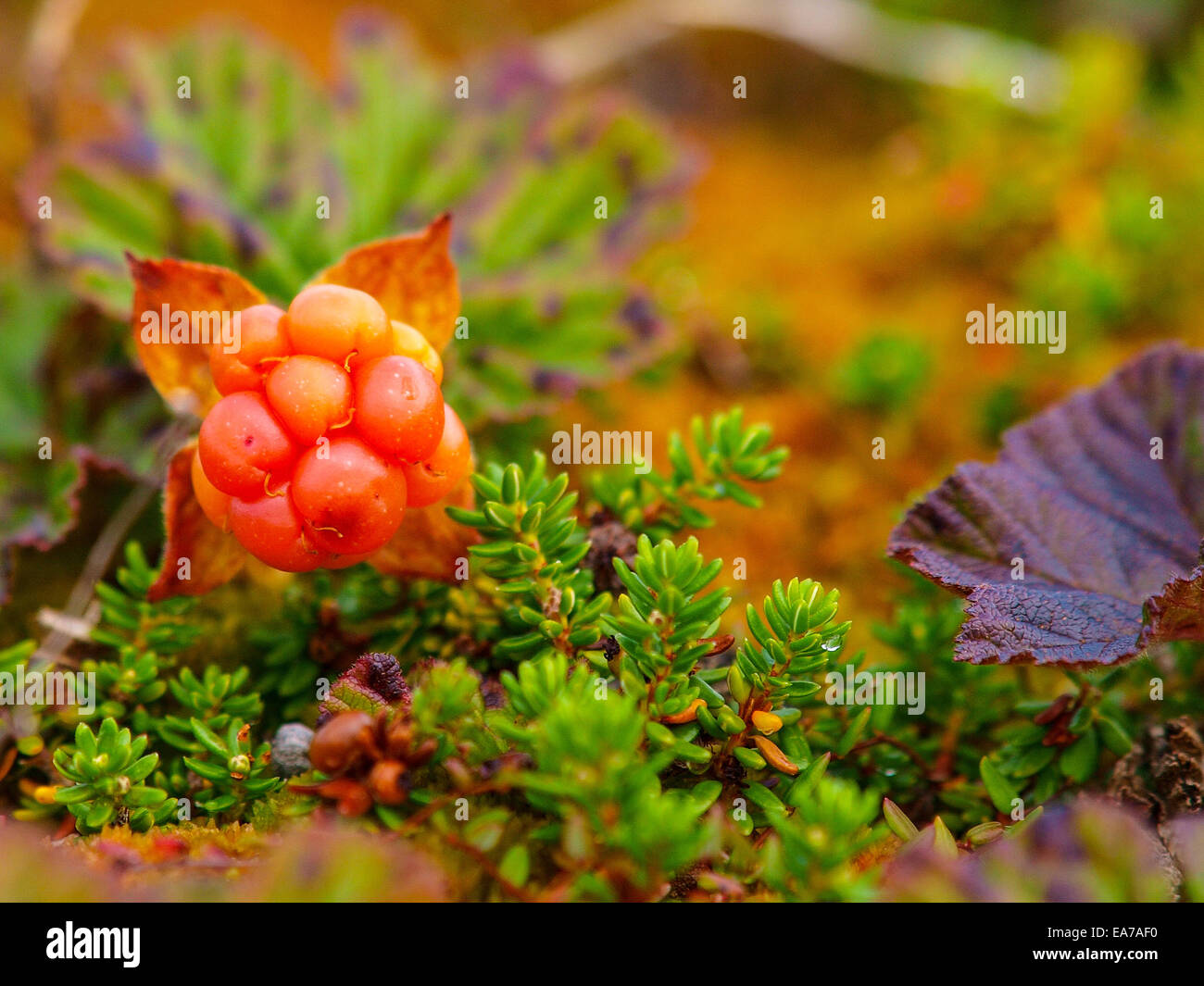 Ripe cloudberry (rubus chamaemorus Stock Photo - Alamy