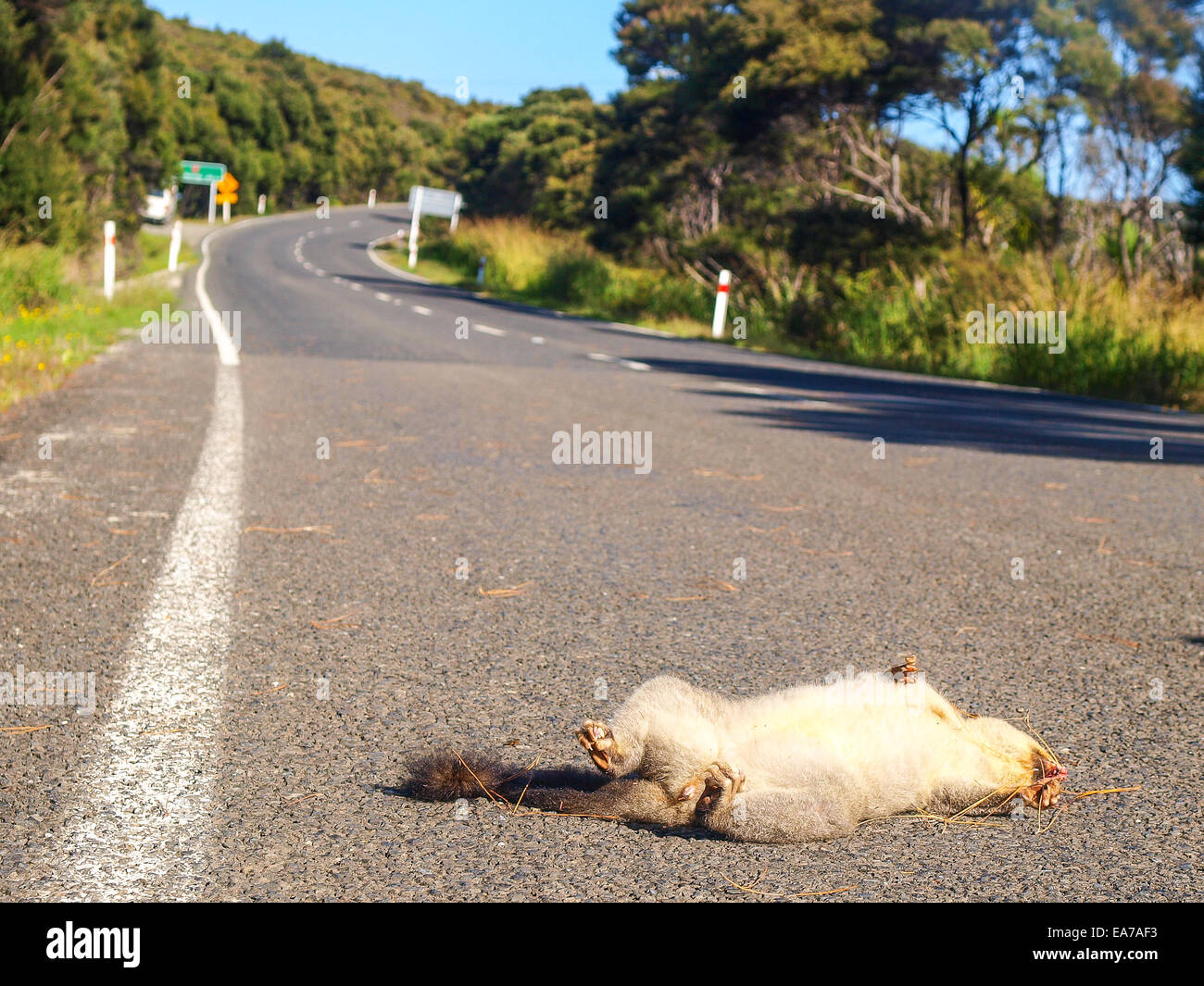 A possum (richosurus vulpecula) killed by a car on the road in ...
