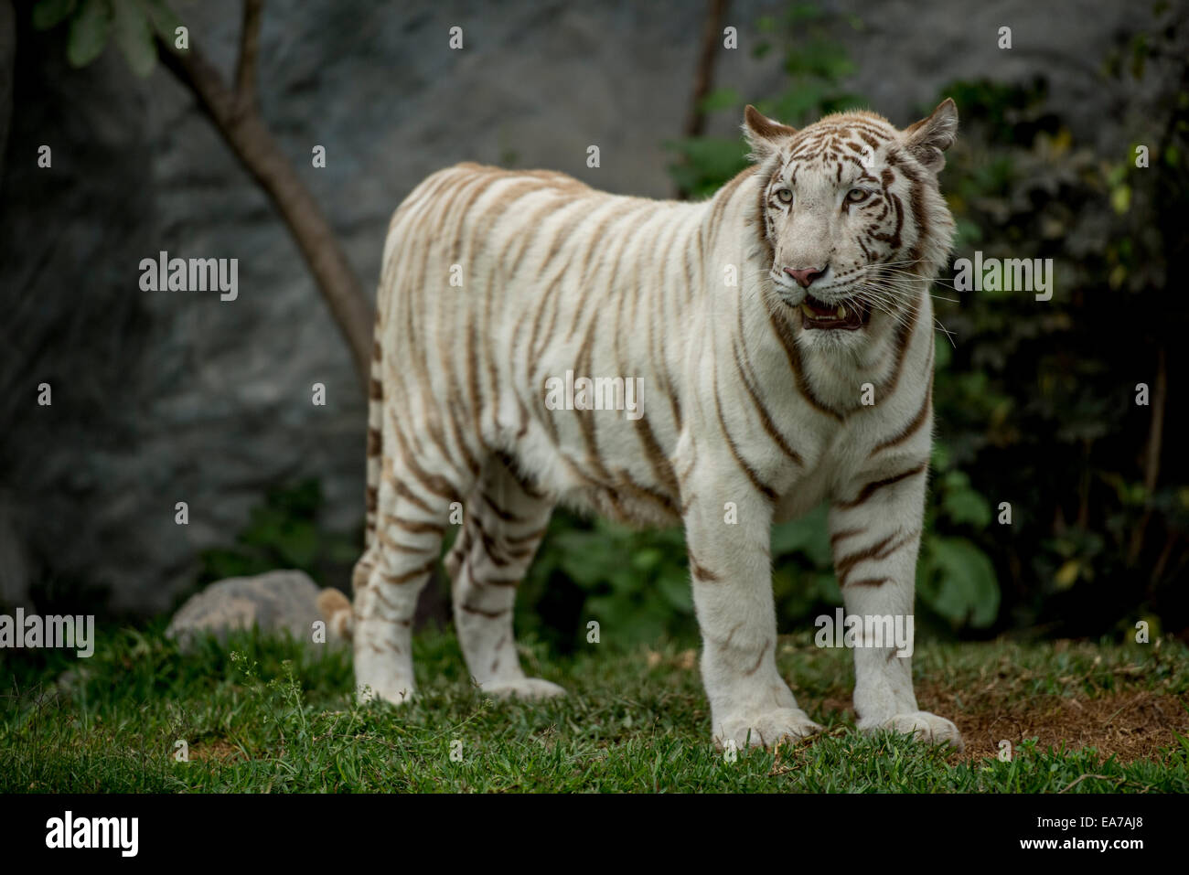 Genetic mutation inbreeding hi-res stock photography and images - Alamy