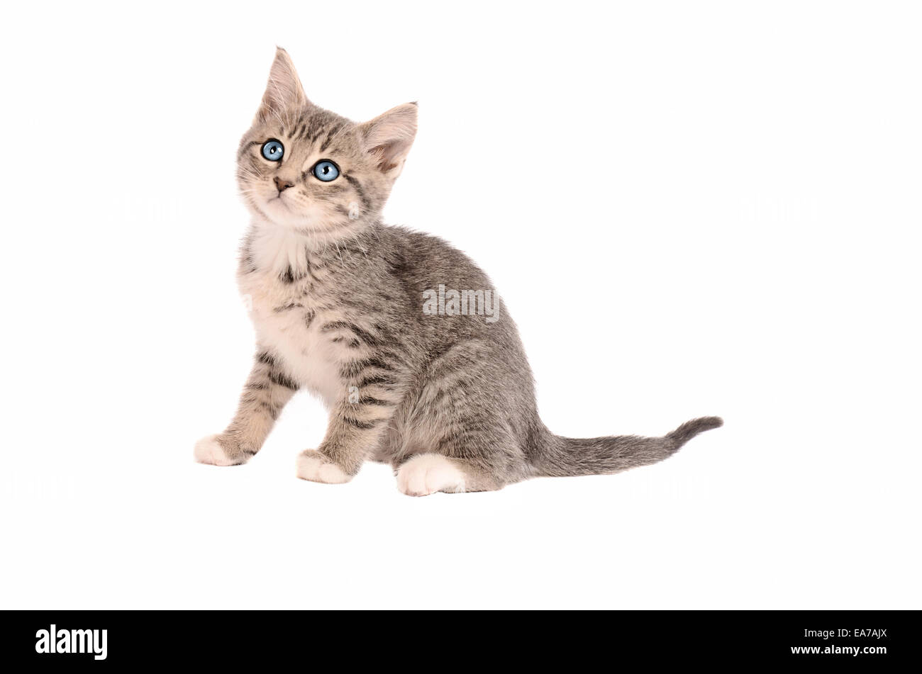 Kitten White Background