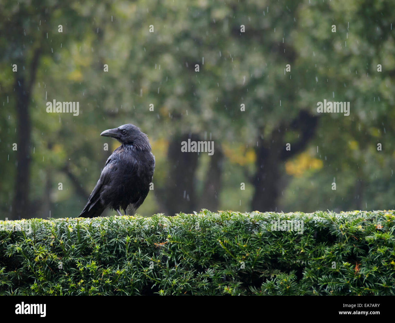 Side view of raven hi-res stock photography and images - Alamy