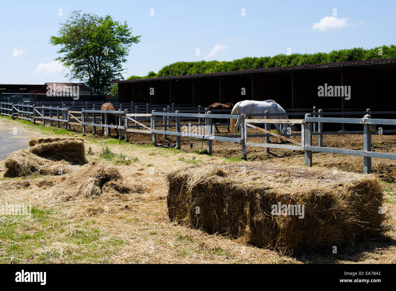 a manege of horses with some thoroughbreds Stock Photo - Alamy