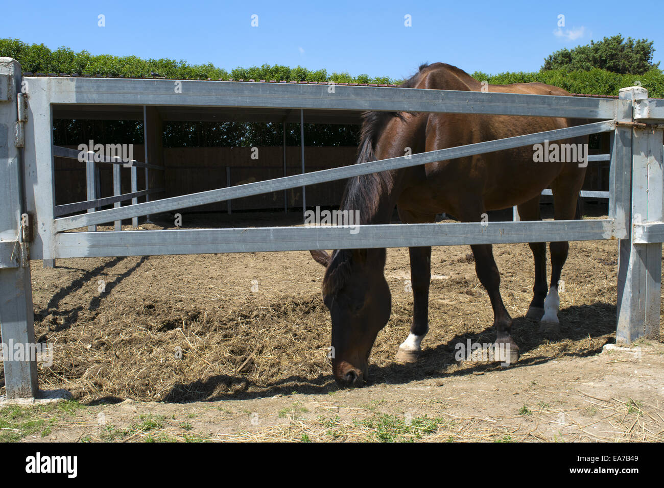 a manege of horses with some thoroughbreds Stock Photo - Alamy