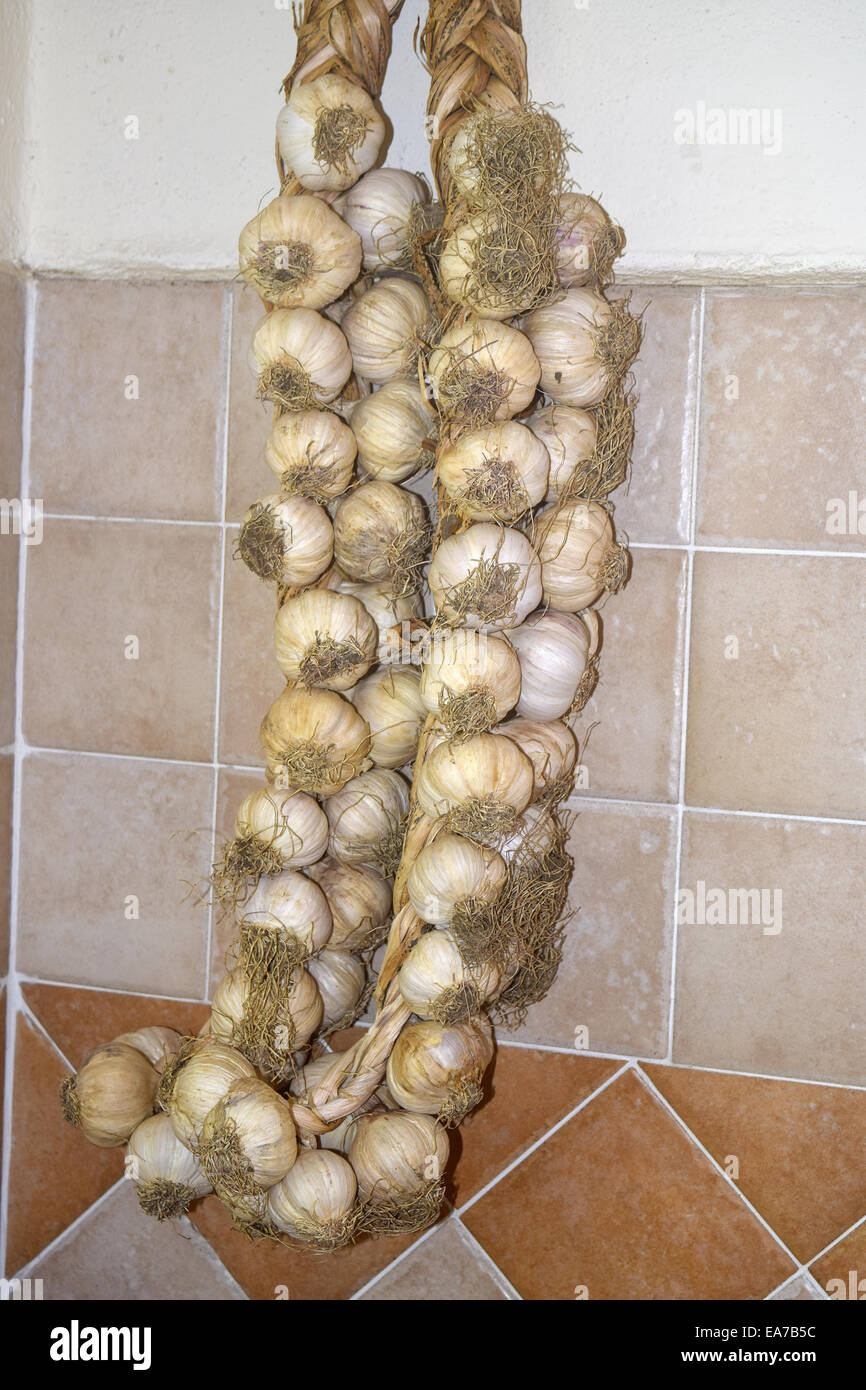 string of fresh garlic Stock Photo - Alamy