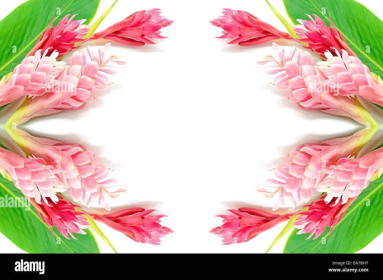 Colorful flower, Red Ginger or Ostrich Plume (Alpinia purpurata), in ...