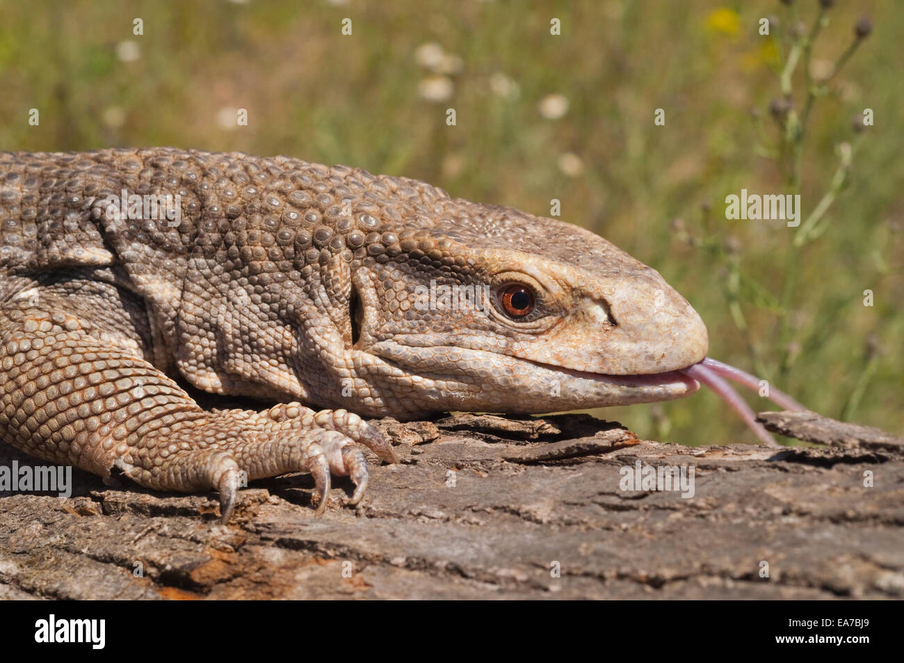 Savannah monitor, Varanus exanthematicus, native to Africa Stock Photo ...