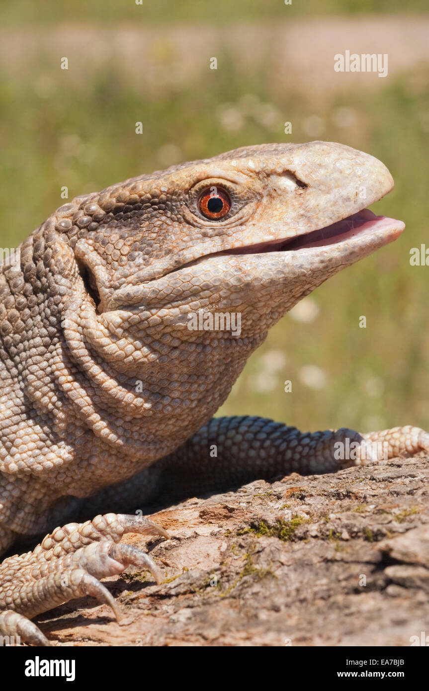 Savannah monitor, Varanus exanthematicus, native to Africa Stock Photo ...