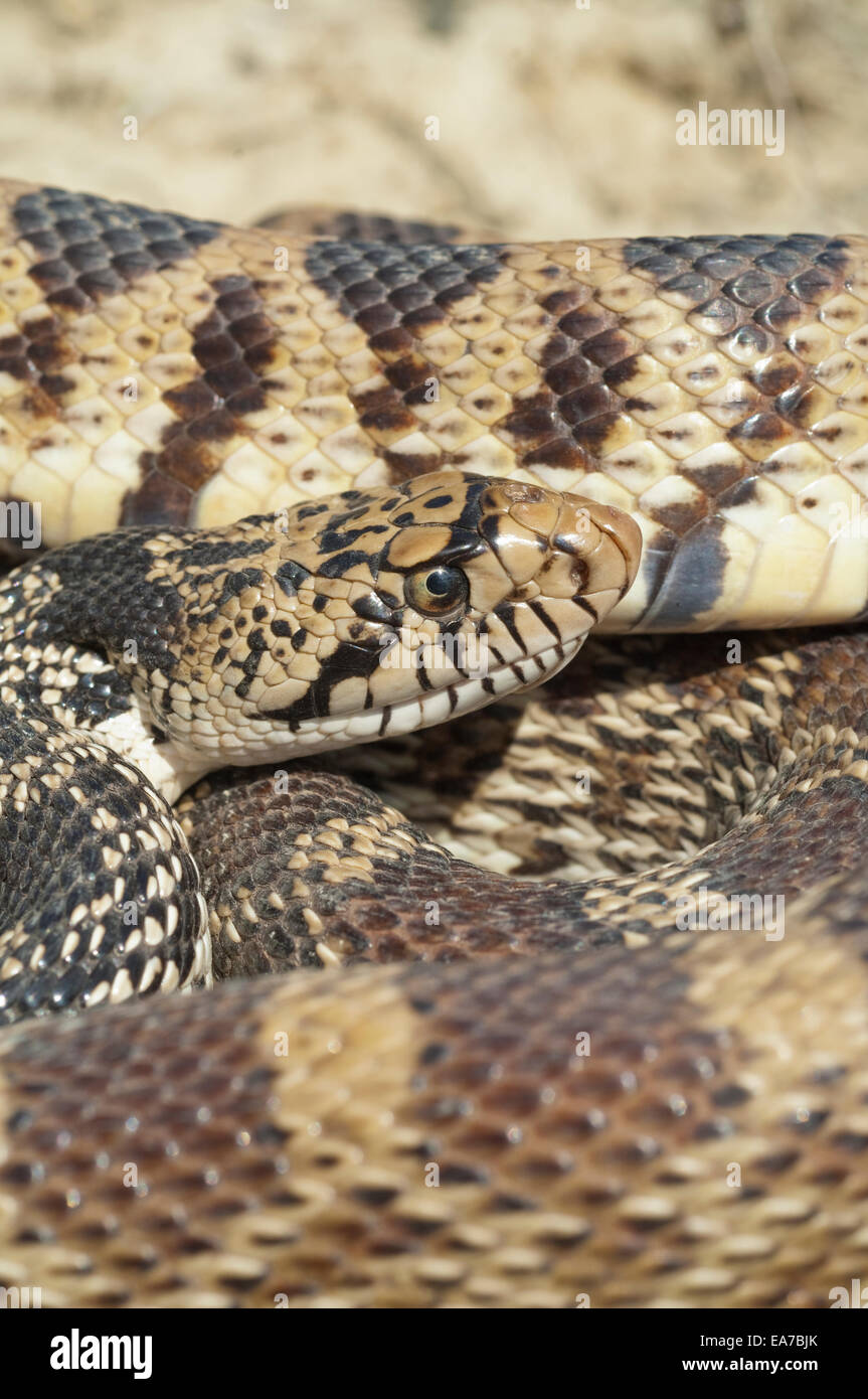 Oregon bull snake hi-res stock photography and images - Alamy