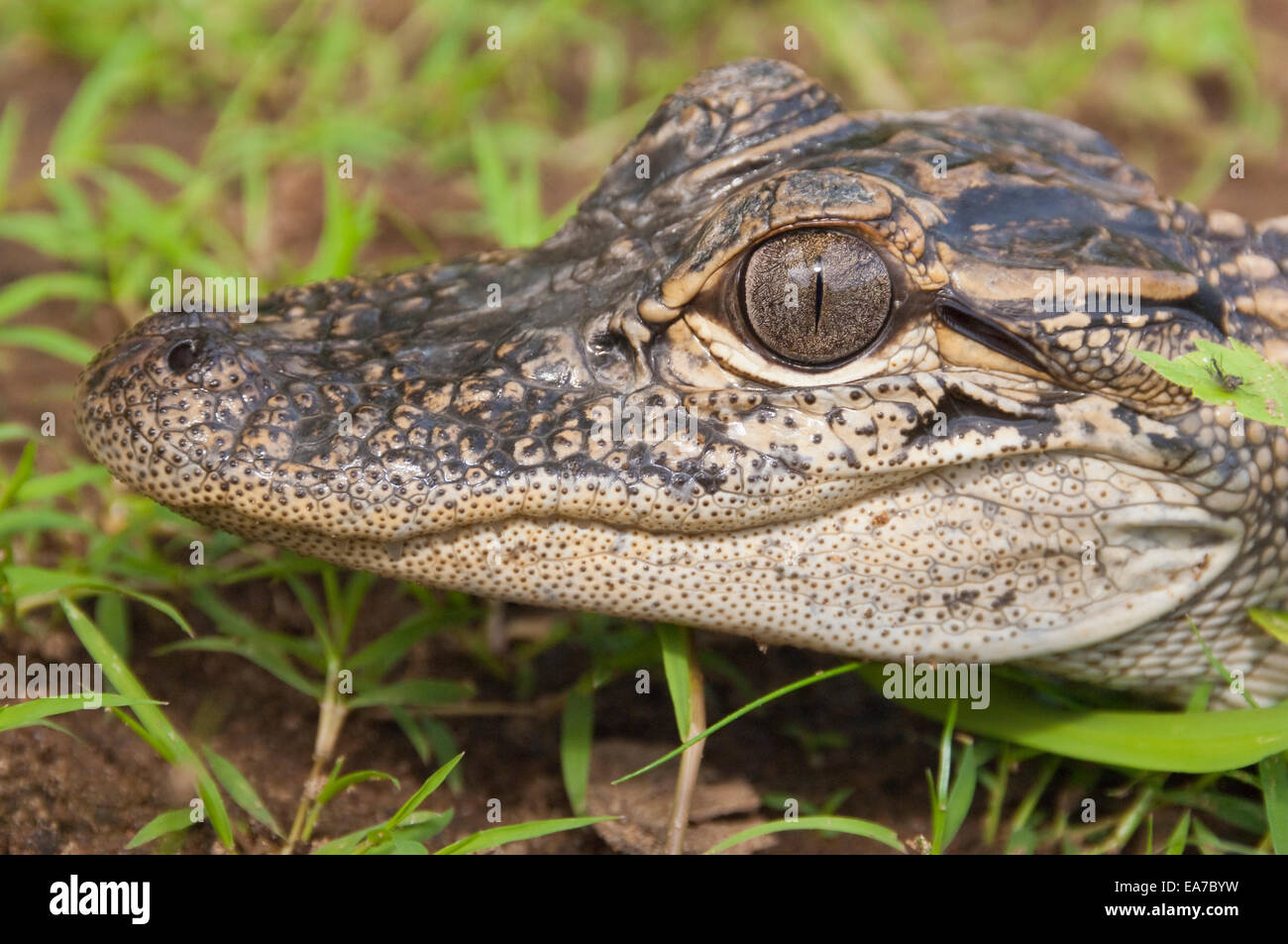 American alligator, Alligator mississippiensis, two years old Stock ...