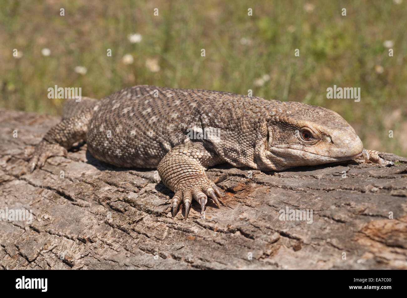 Savannah monitor, Varanus exanthematicus, native to Africa Stock Photo ...