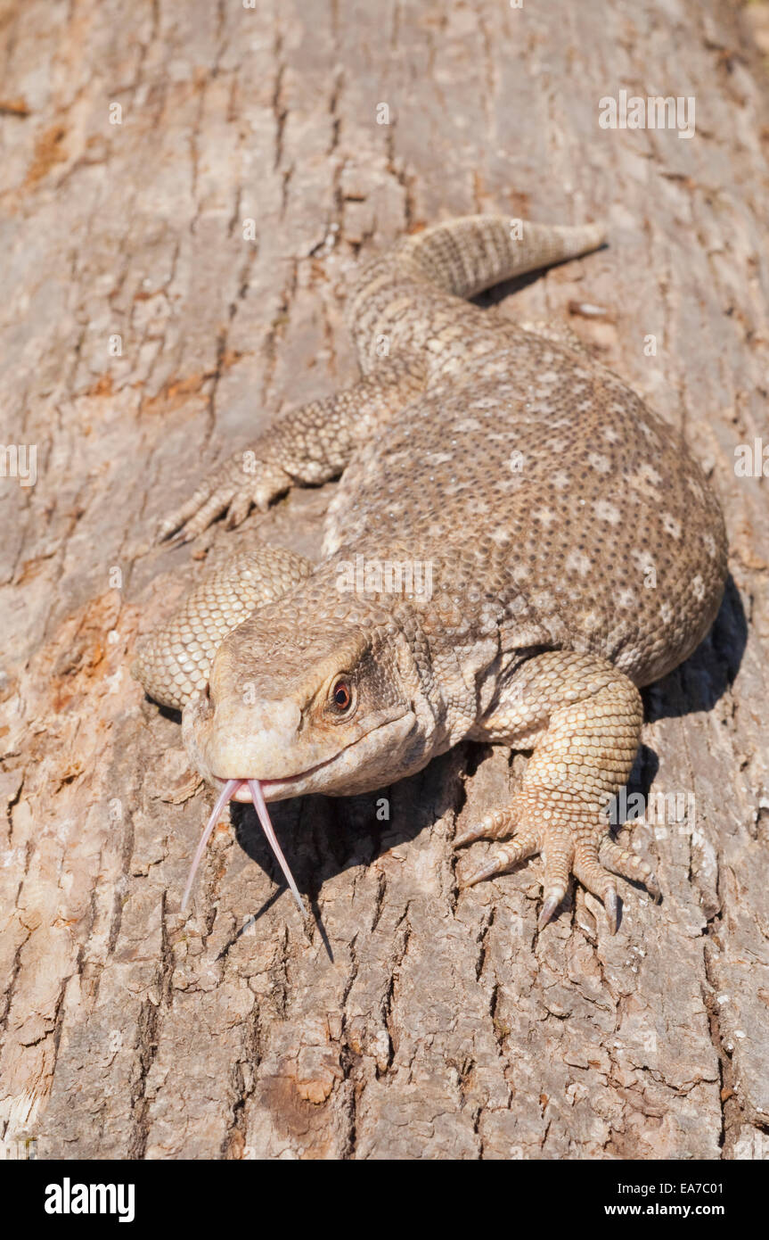 Savanna monitor lizard varanus exanthematicus hi-res stock photography ...