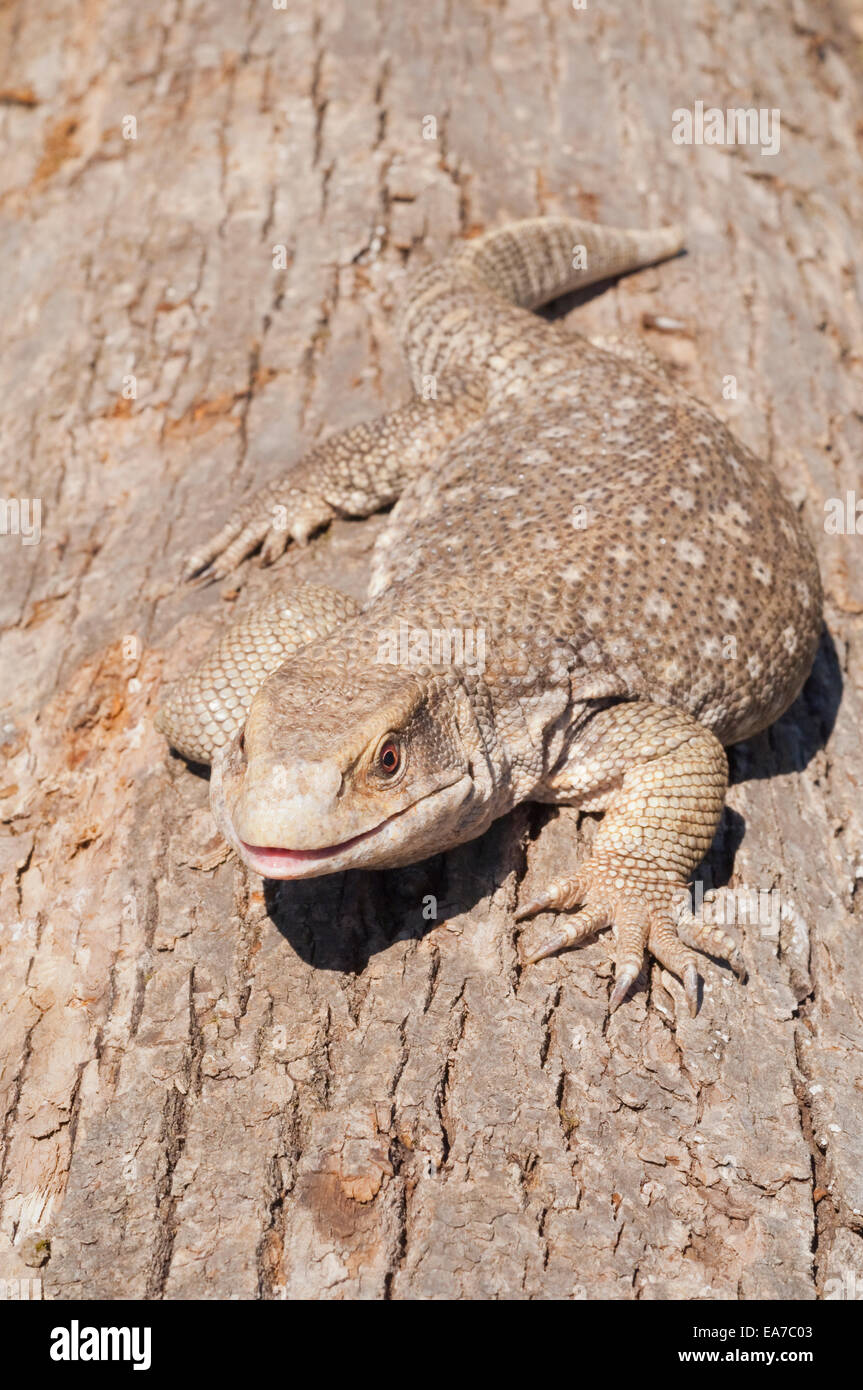 Savannah monitor, Varanus exanthematicus, native to Africa Stock Photo ...