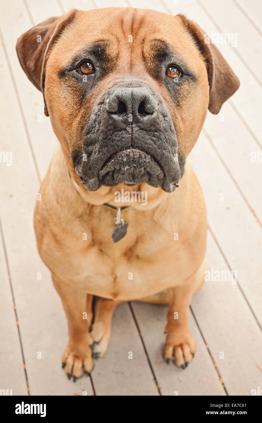 Bull mastiff hi-res stock photography and images - Alamy