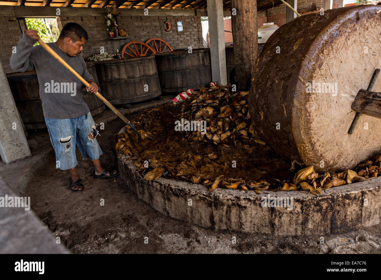 Agave mash fermenting hi-res stock photography and images - Alamy