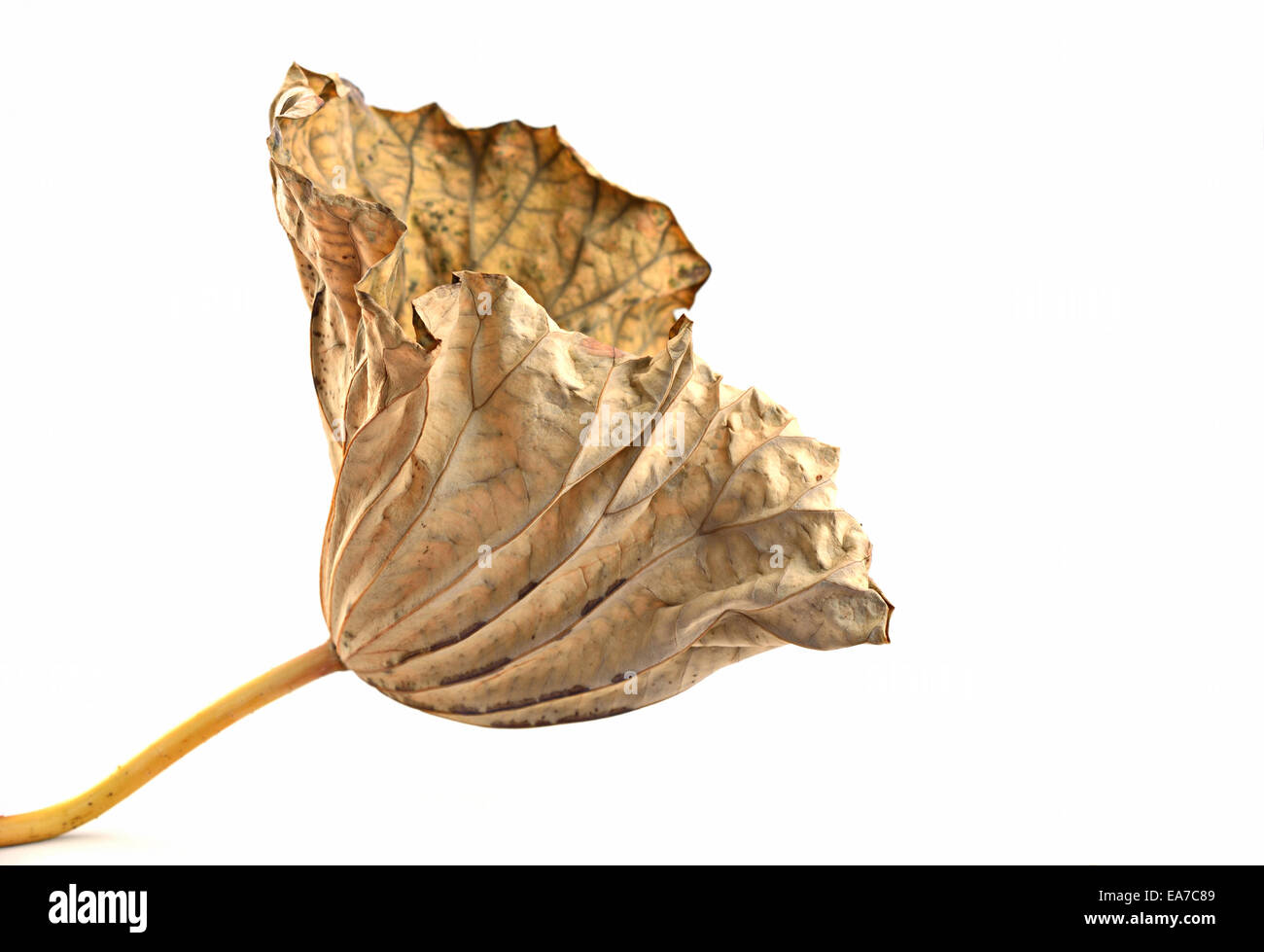 Lotus Flower Dry Leaves