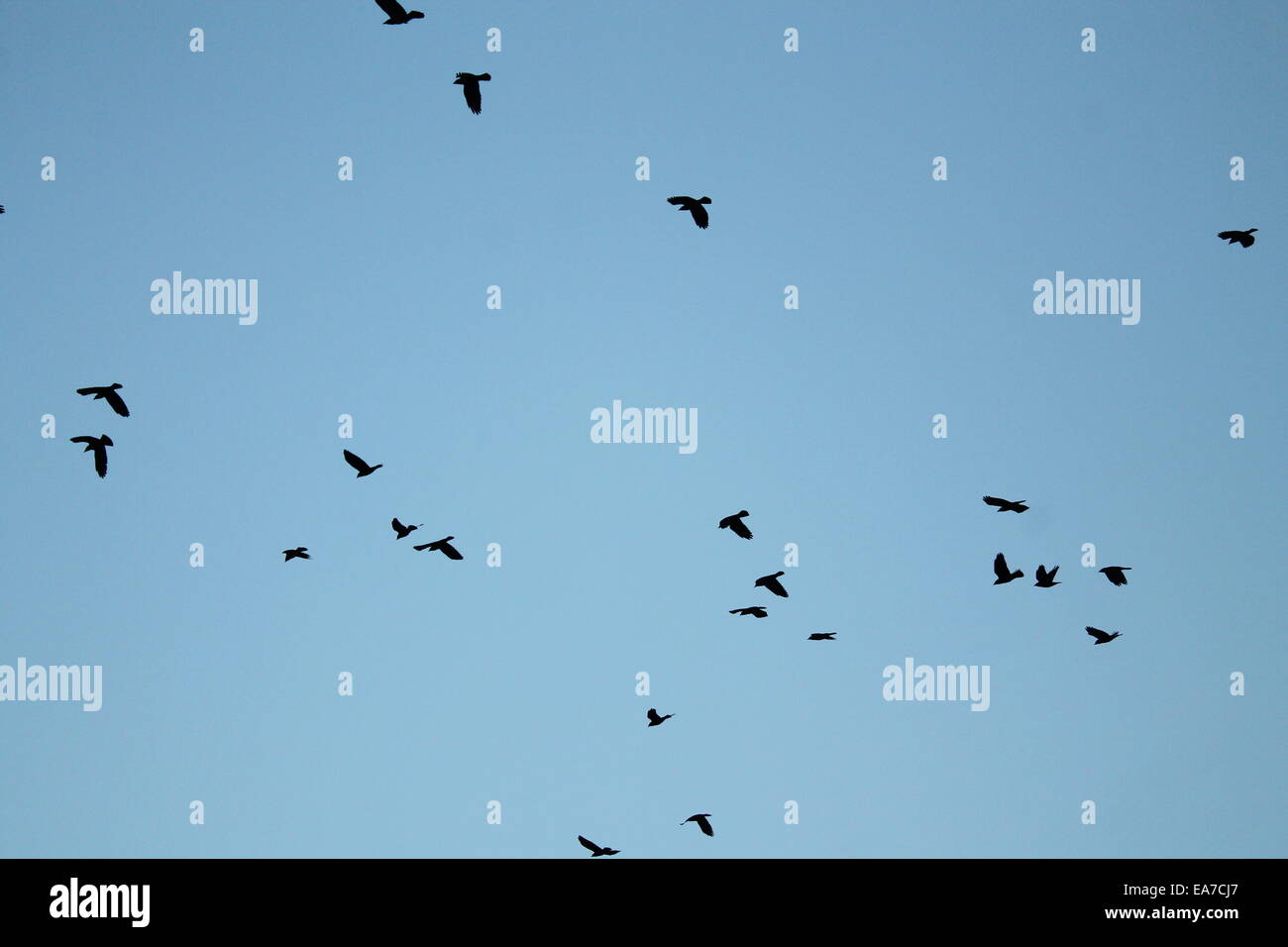 black drops of birds in light blue sky Stock Photo - Alamy