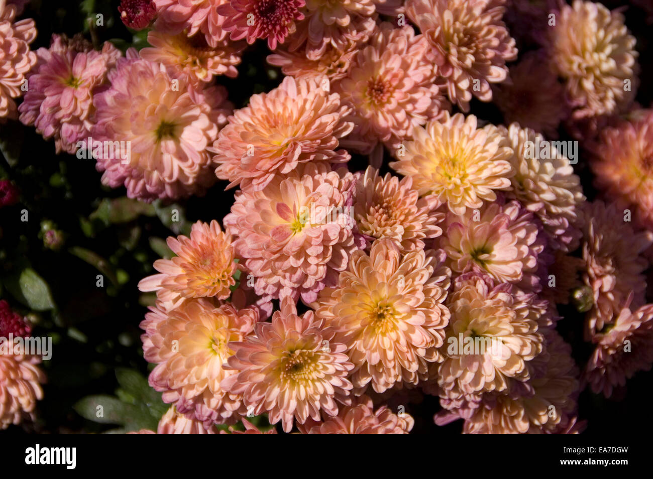 Autumn flowers, gerbera in a large bush in flower garden Stock Photo ...