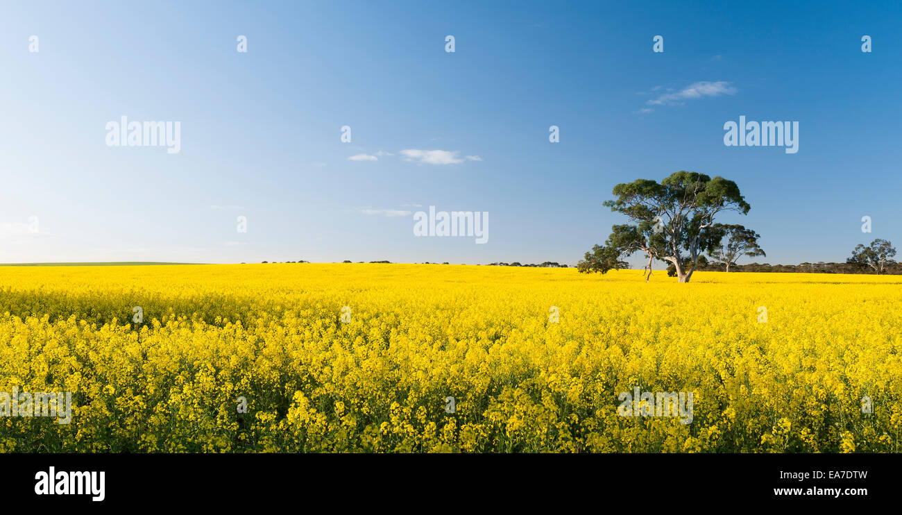 Golden flowering canola field under a blue sky before harvest Stock ...