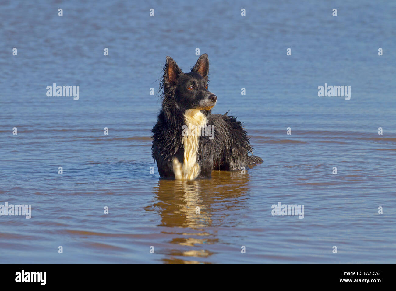 Border Collie playing in the sea Stock Photo - Alamy