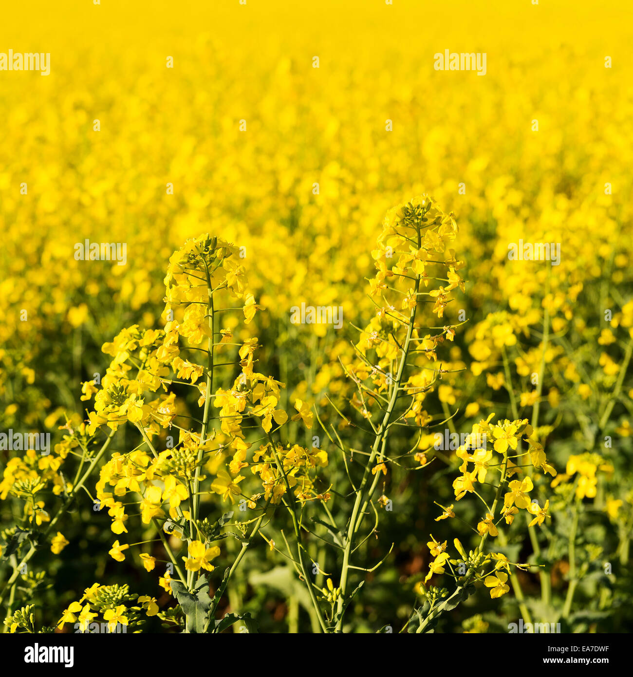 Golden flowers of the canola plant before harvest Stock Photo - Alamy