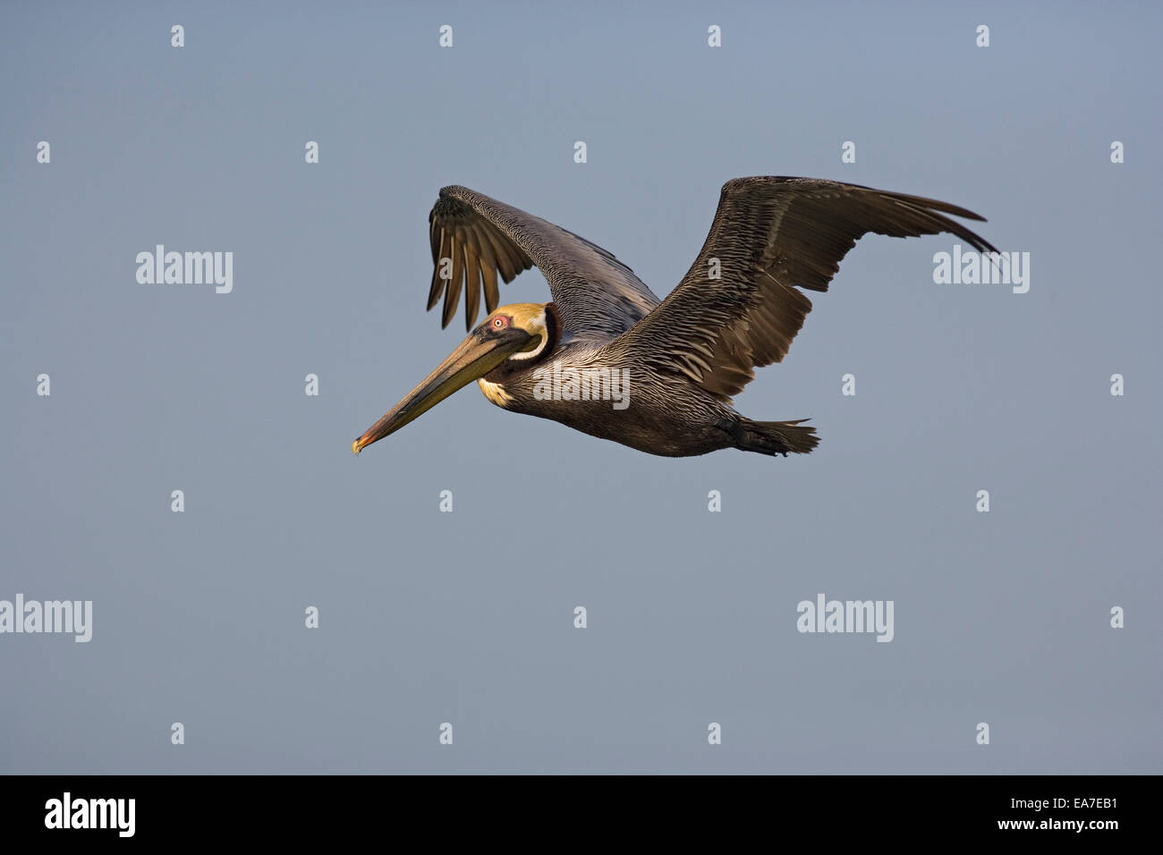 Piscivore bird hi-res stock photography and images - Alamy