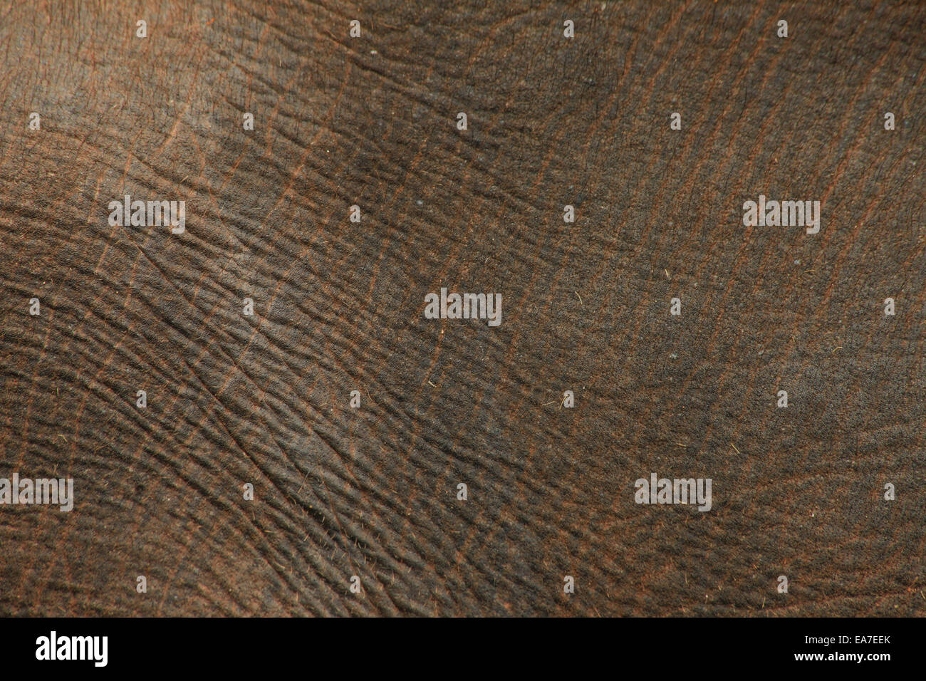 Elephant skin texture hi-res stock photography and images - Alamy