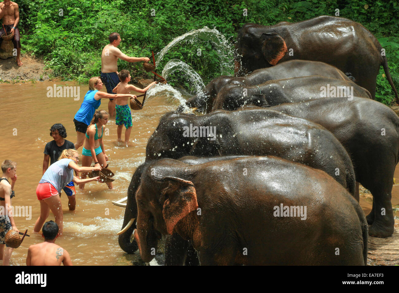 Tourists Wash and clean elephants in a river Stock Photo - Alamy