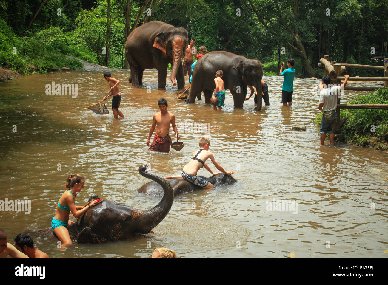 Tourists Wash and clean elephants in a river Stock Photo - Alamy